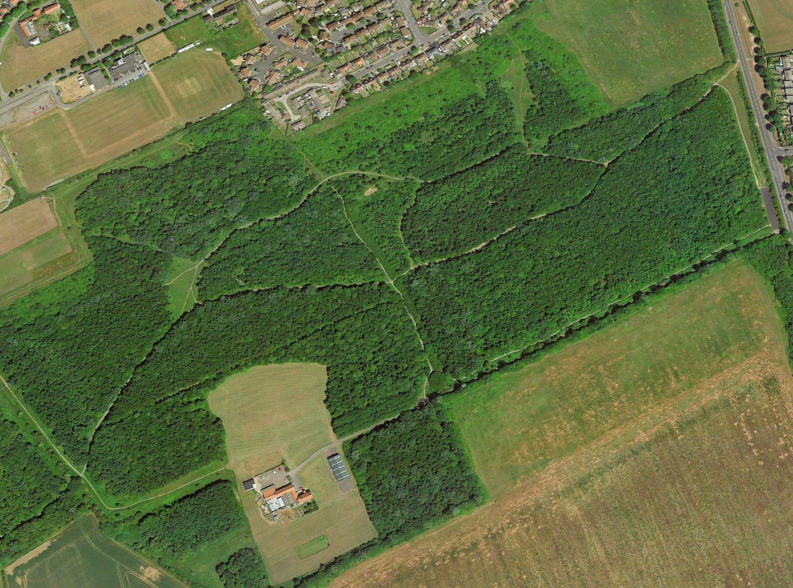 How do you create a forest from scratch?