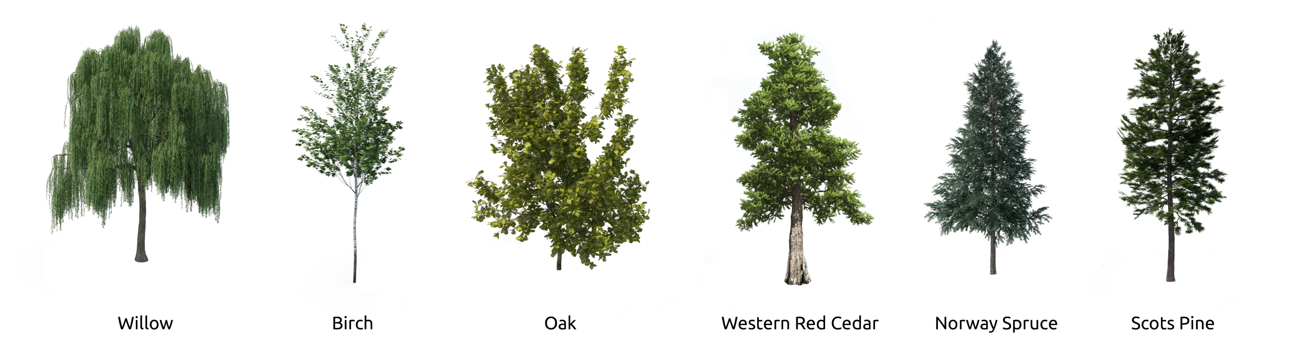 How do you create a forest from scratch?